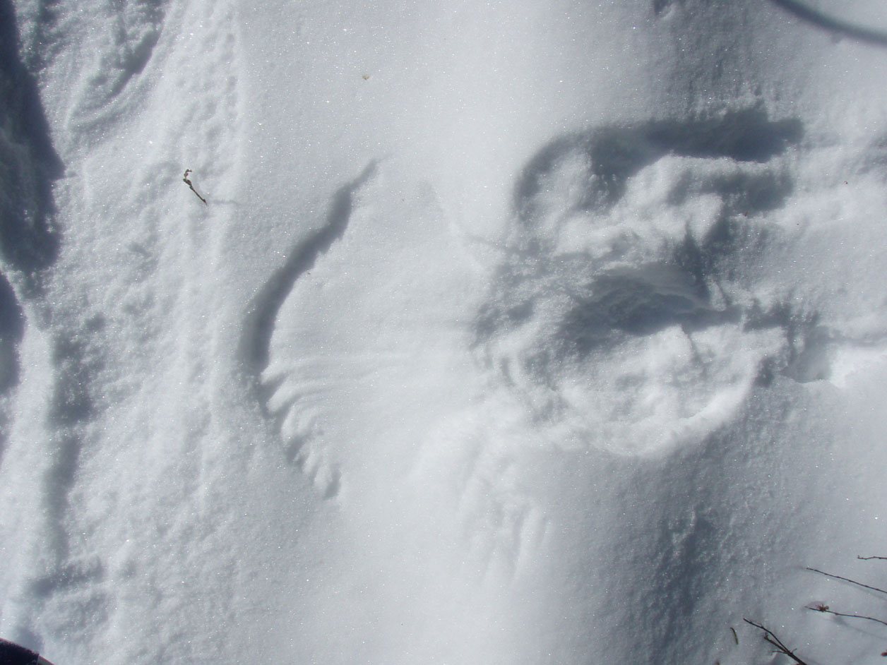grouse tracks - White Birch Village