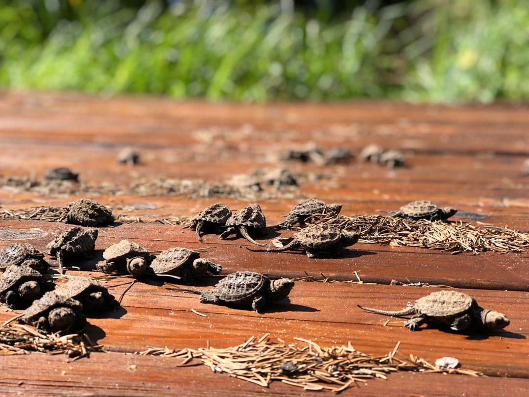 Amazing Baby Snapping Turtles - White Birch Village